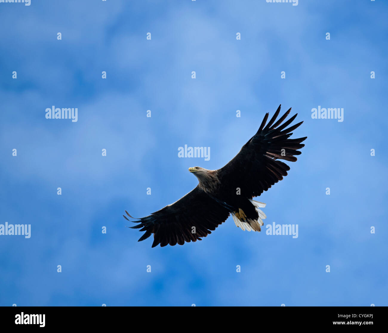 White tailed sea eagle hunting for fish off the Island of Mull ...