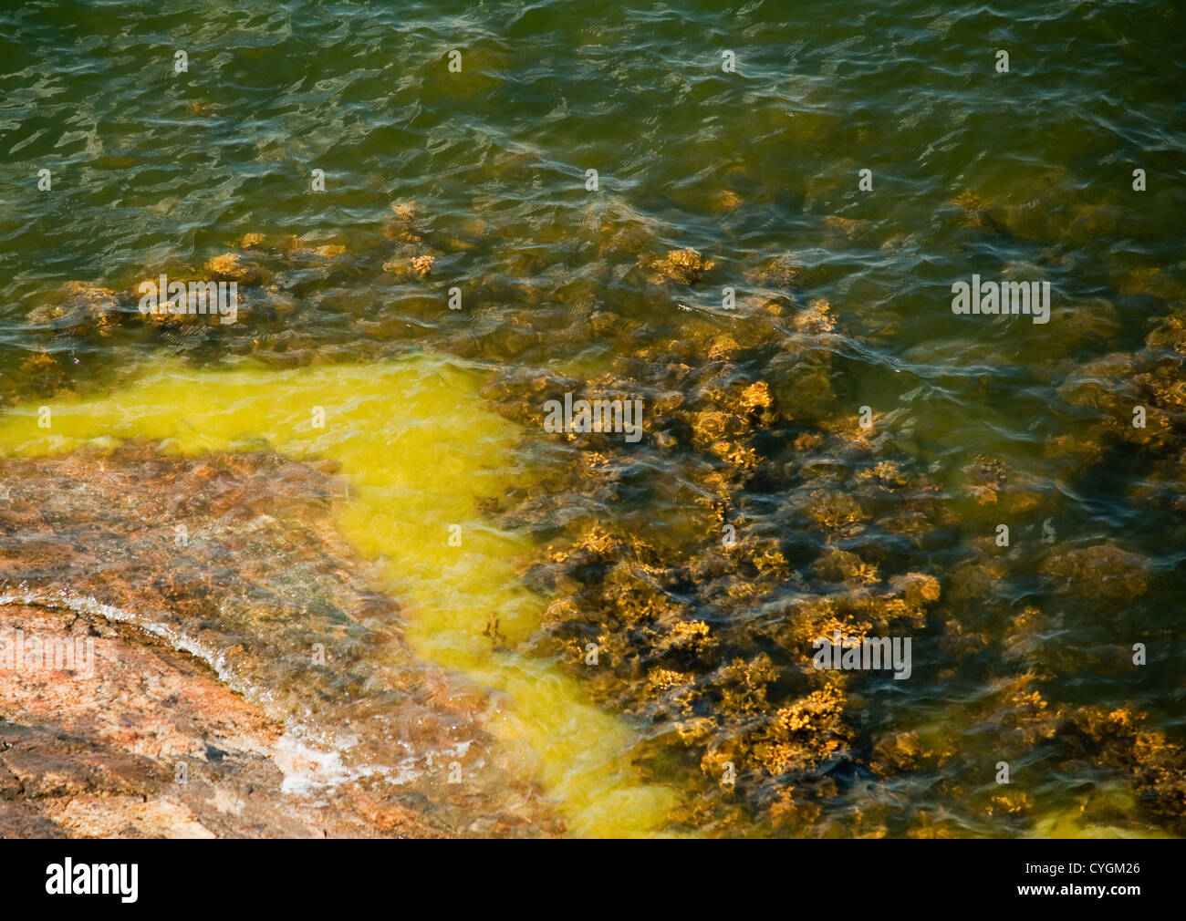 Marine growth hi-res stock photography and images - Alamy