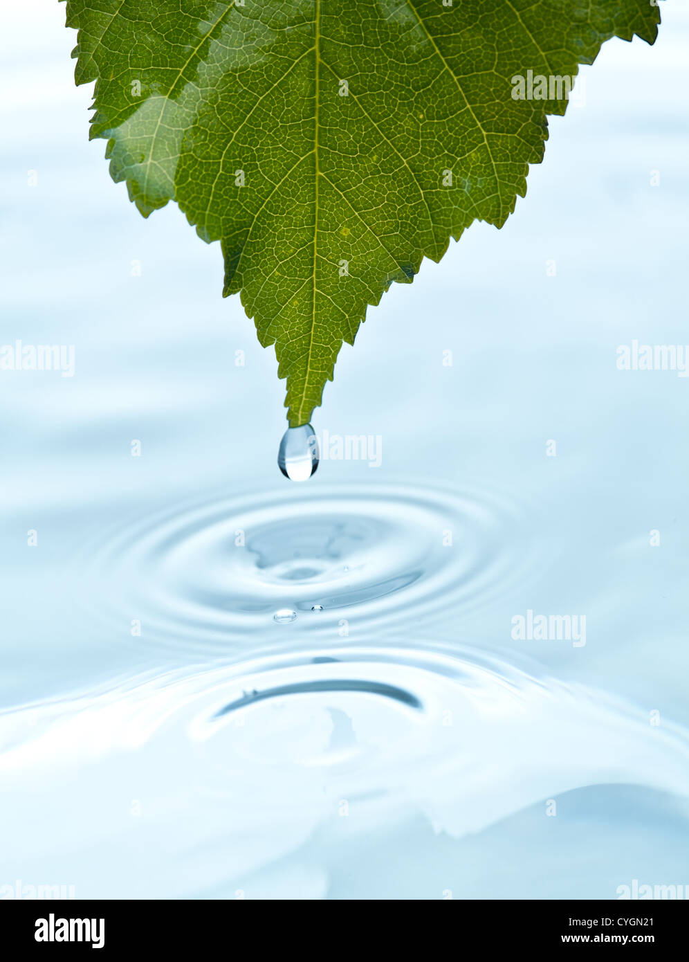 green leaf with water Stock Photo - Alamy