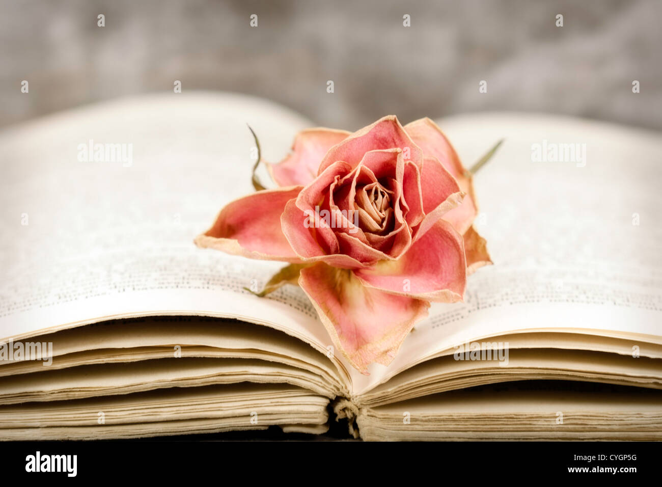 a faded rose on an open book Stock Photo - Alamy