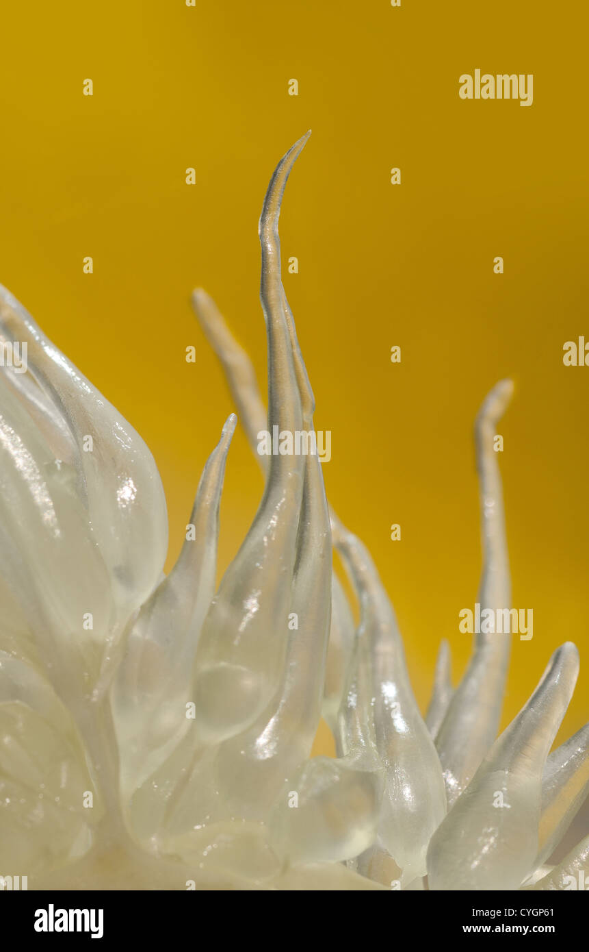 succulent swollen flesh pulp full vitamin c balanced healthy diet of ...