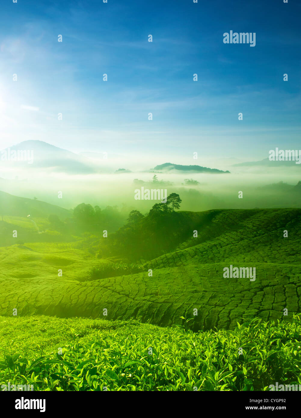 Tea Farm landscape in Cameron Highland, Malaysia Stock Photo - Alamy