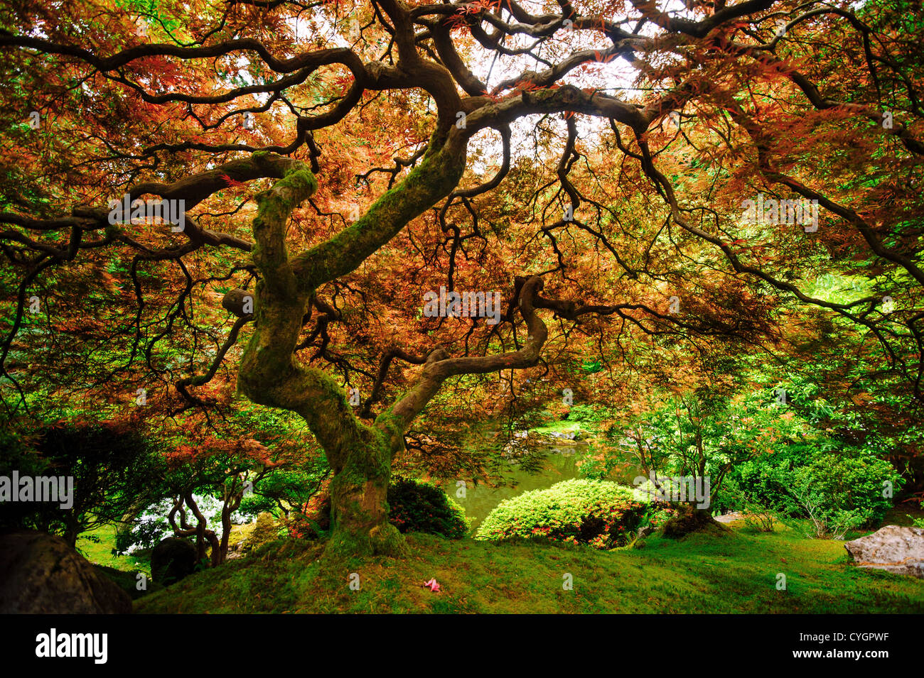 a tree with beautiful branch from japanese garden in portland Stock ...
