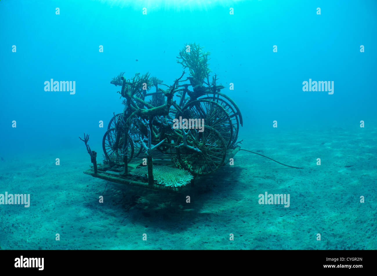 An unusual Biorock structure made from recycled bicycles, Pemuteran ...