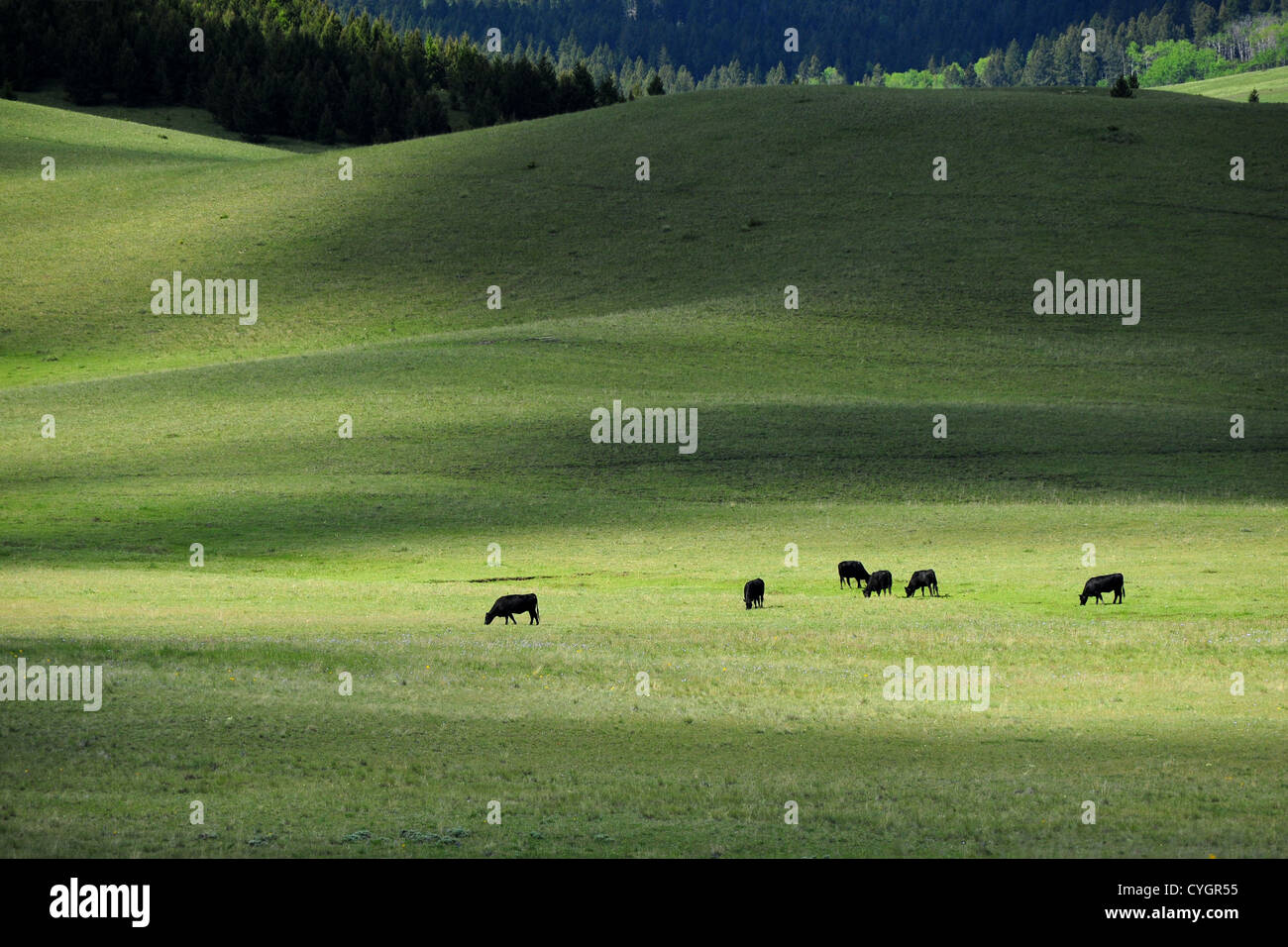 a local cattle farm in a green grass field in montana Stock Photo - Alamy