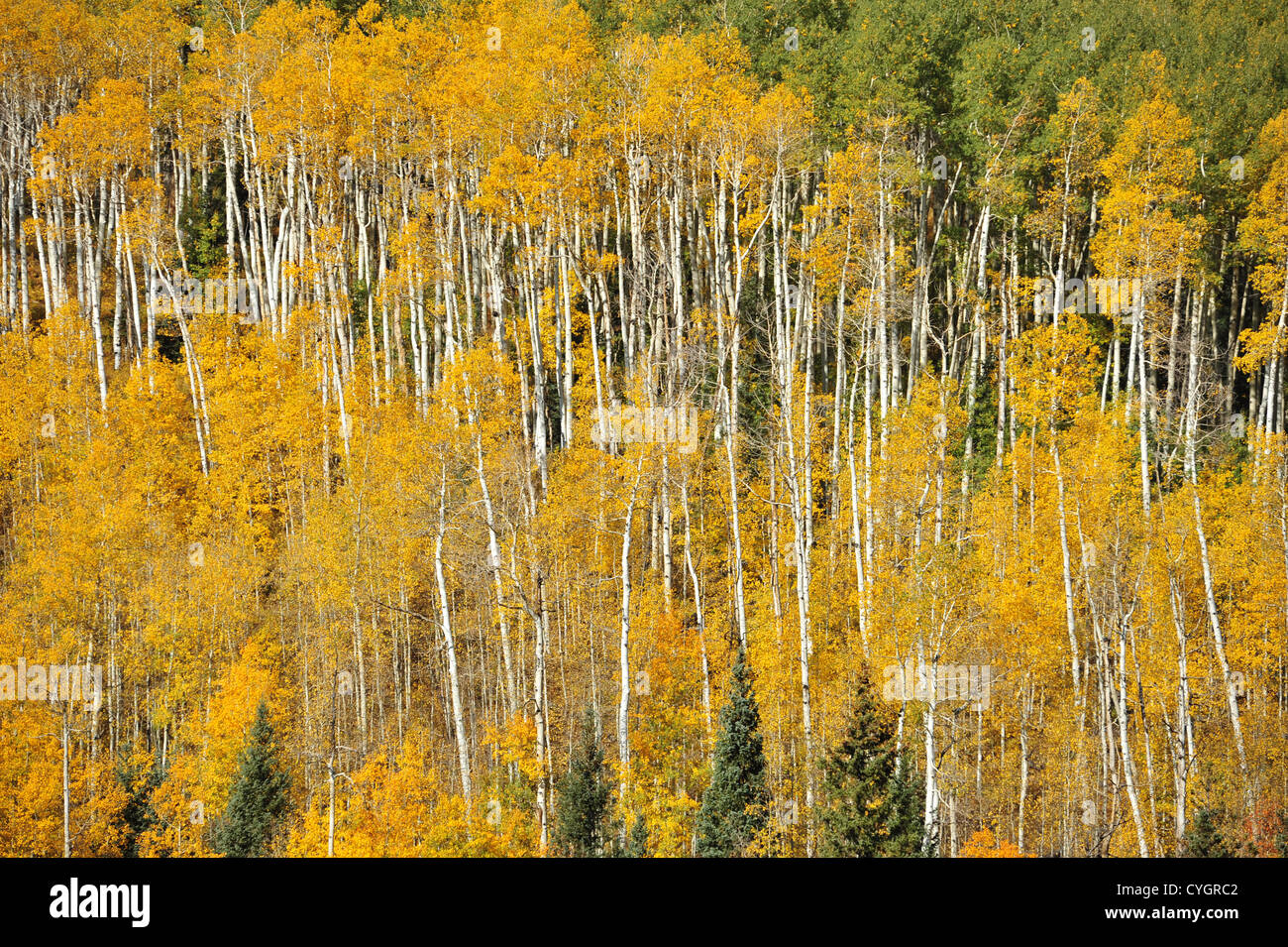 yellow aspen forest pattern Stock Photo - Alamy