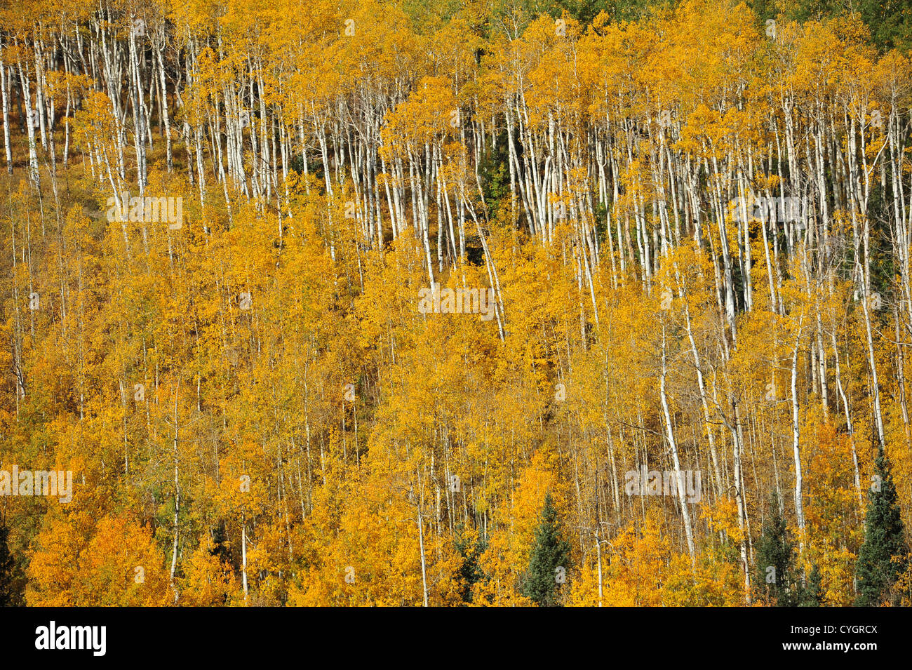 yellow aspen forest pattern Stock Photo - Alamy