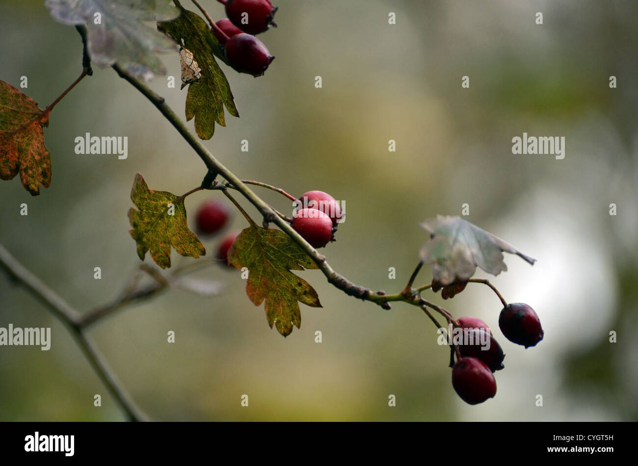 Hawthorn bushes hi-res stock photography and images - Alamy
