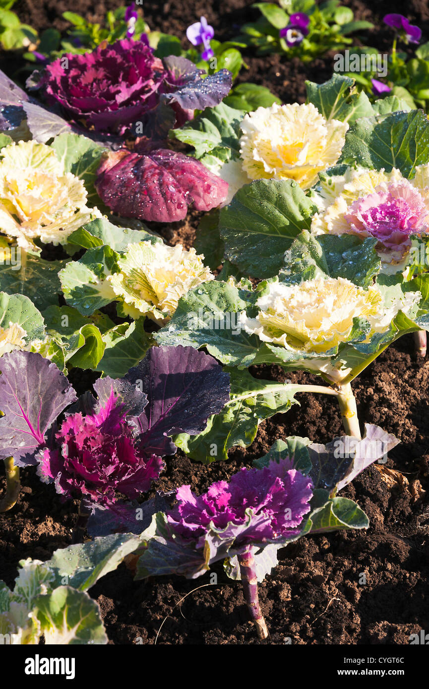 Ornamental Cabbage Winter Stock Photos & Ornamental Cabbage Winter ...