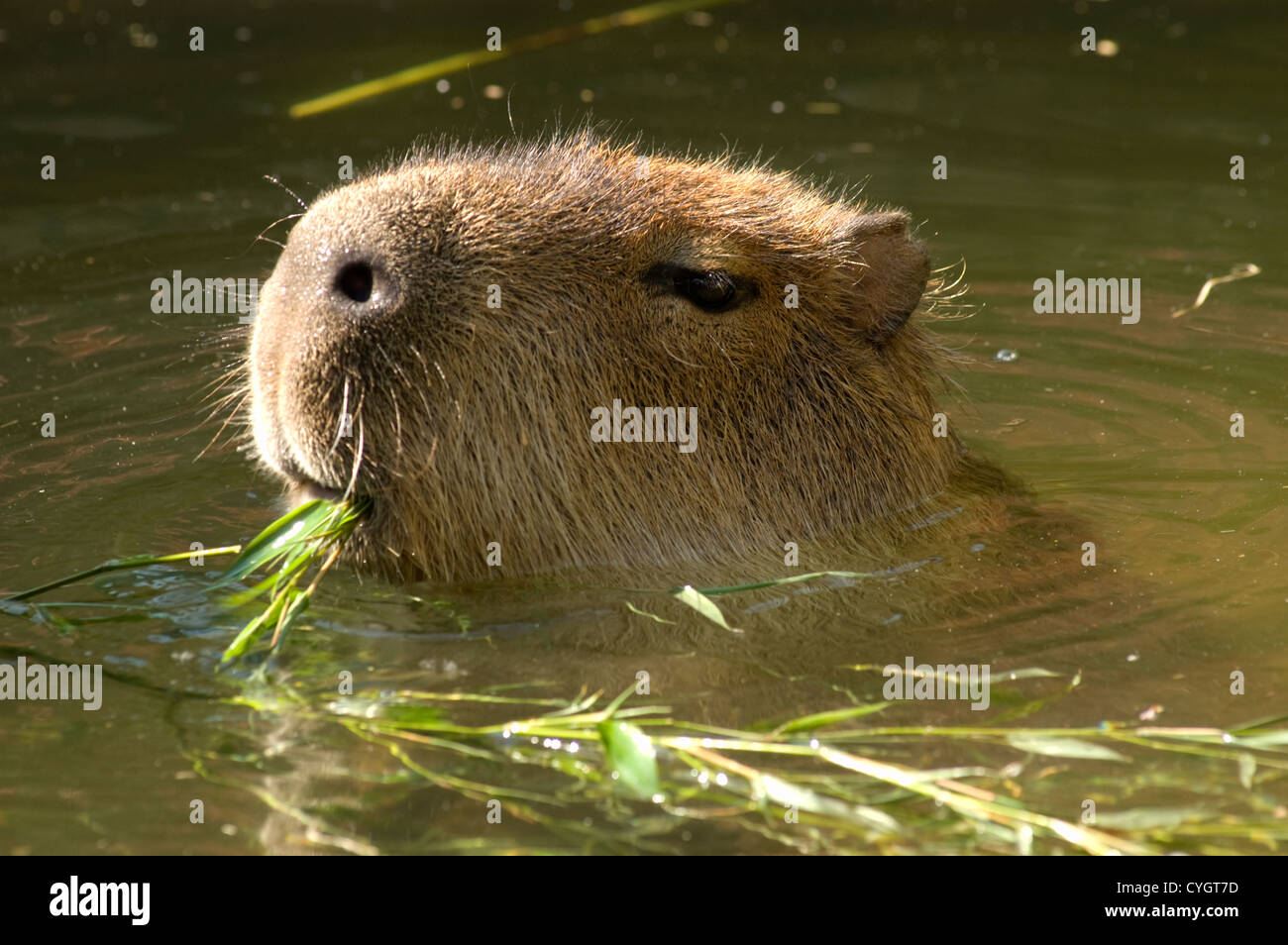 Capybara Eating Stock Photos & Capybara Eating Stock Images - Alamy