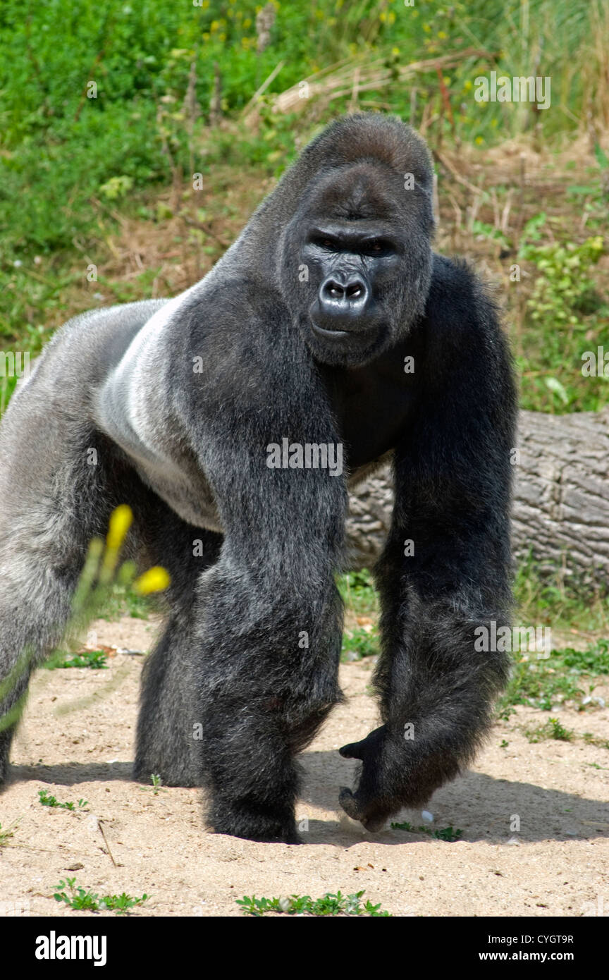 Gorilla Standing Up Side View