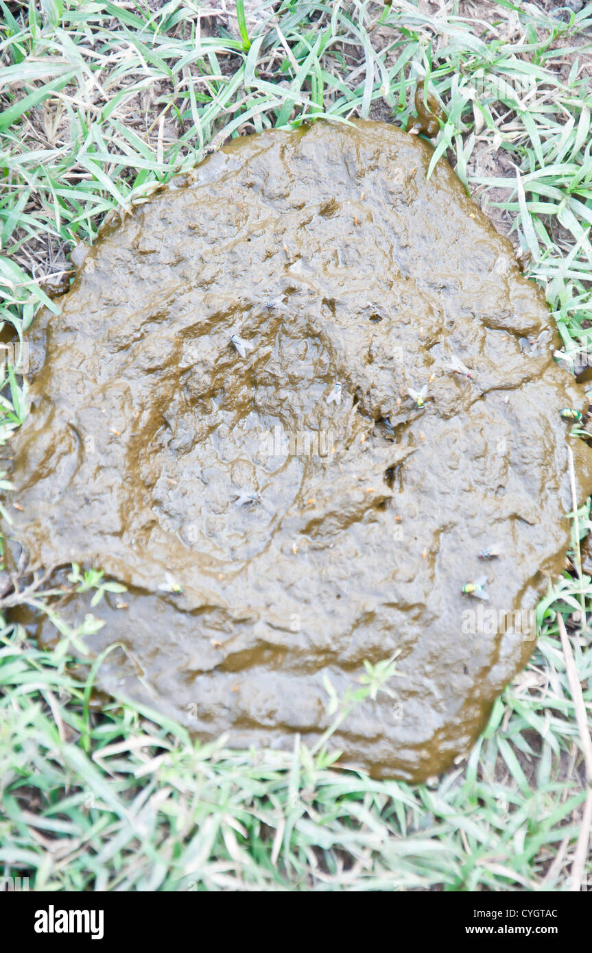 Insect feces hi-res stock photography and images - Alamy