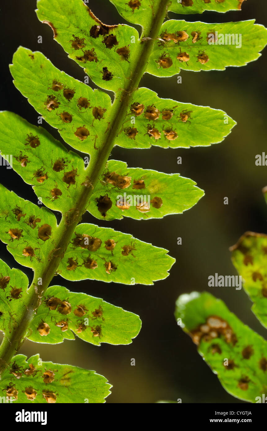 Male Broad Buckle fern form and outline of pinnae fronds with sori ...