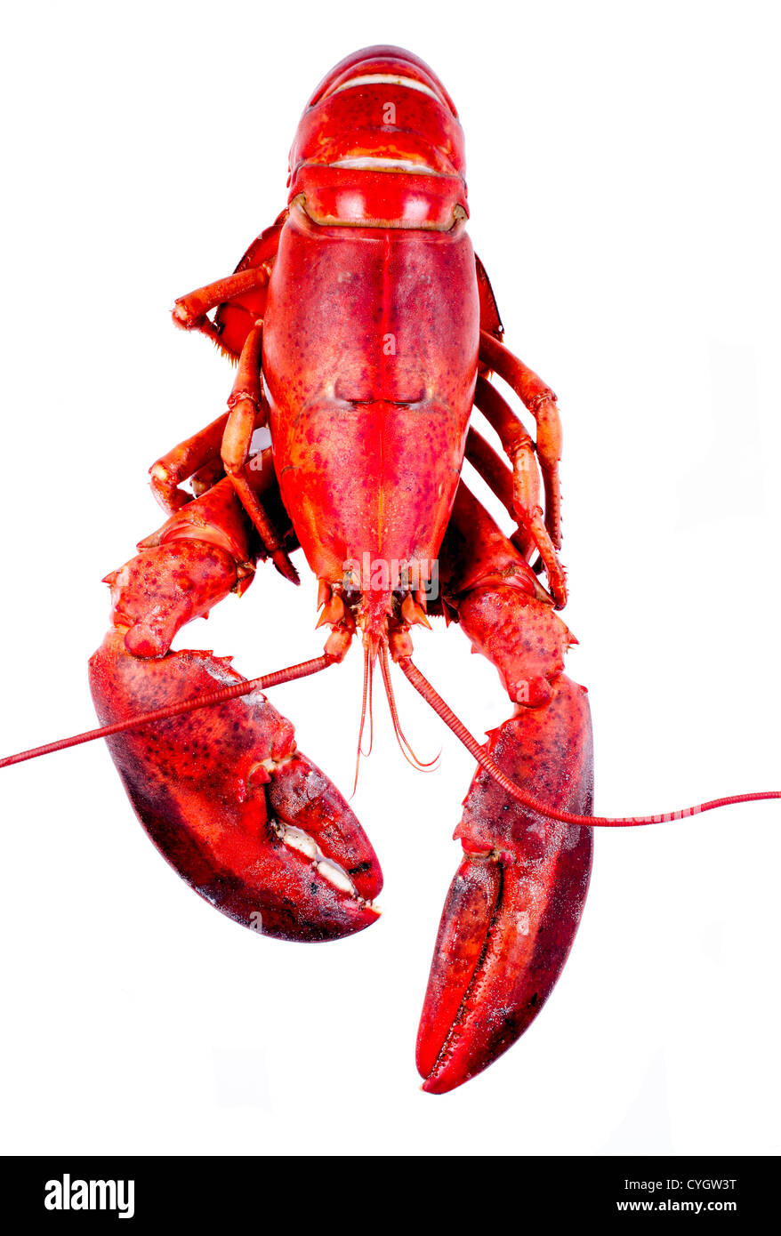 Lobster on white background isolated Stock Photo - Alamy