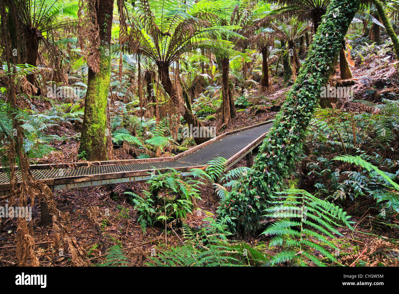 Australian forest floor hi-res stock photography and images - Alamy