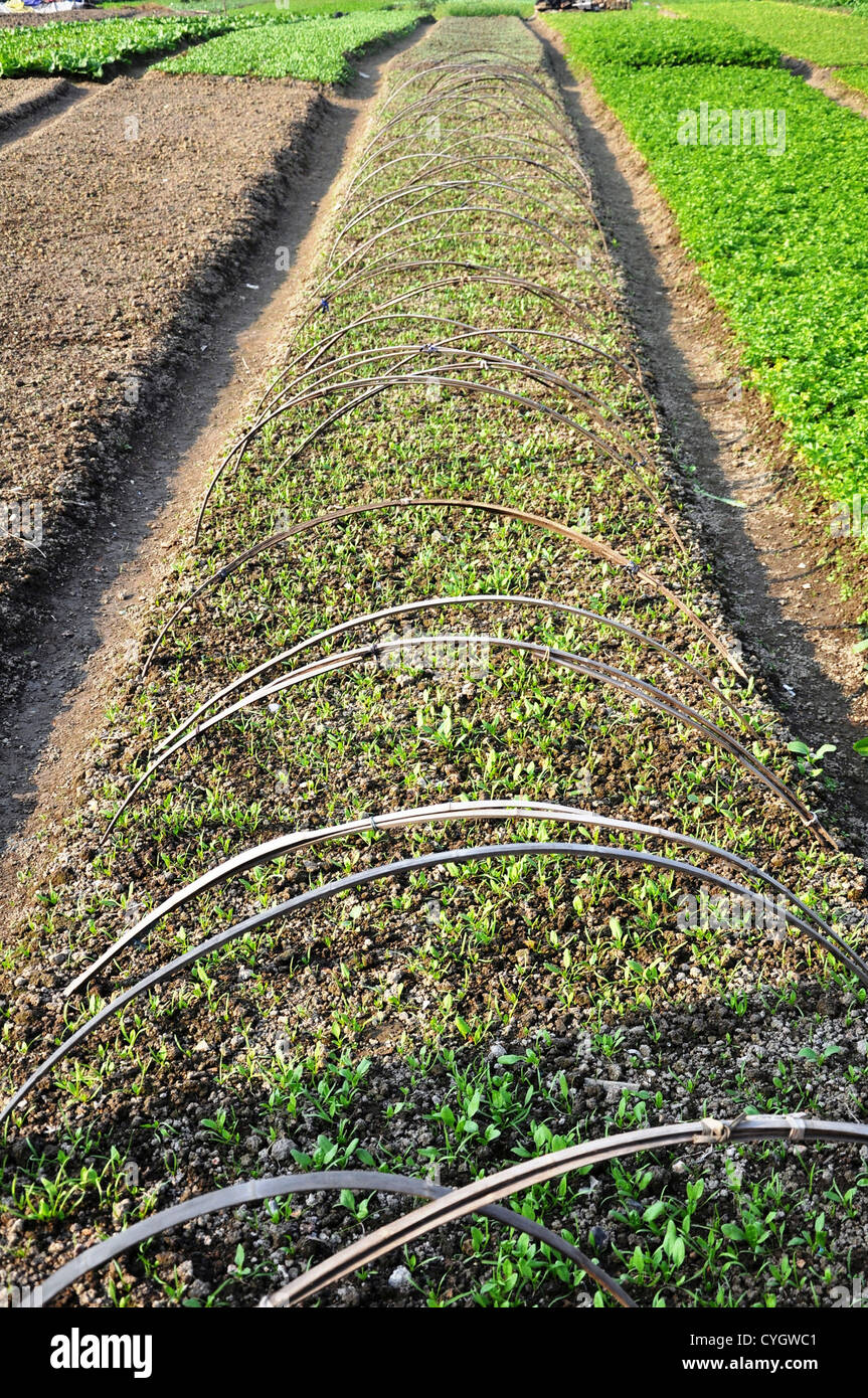 Vegetable plot farm hi-res stock photography and images - Alamy