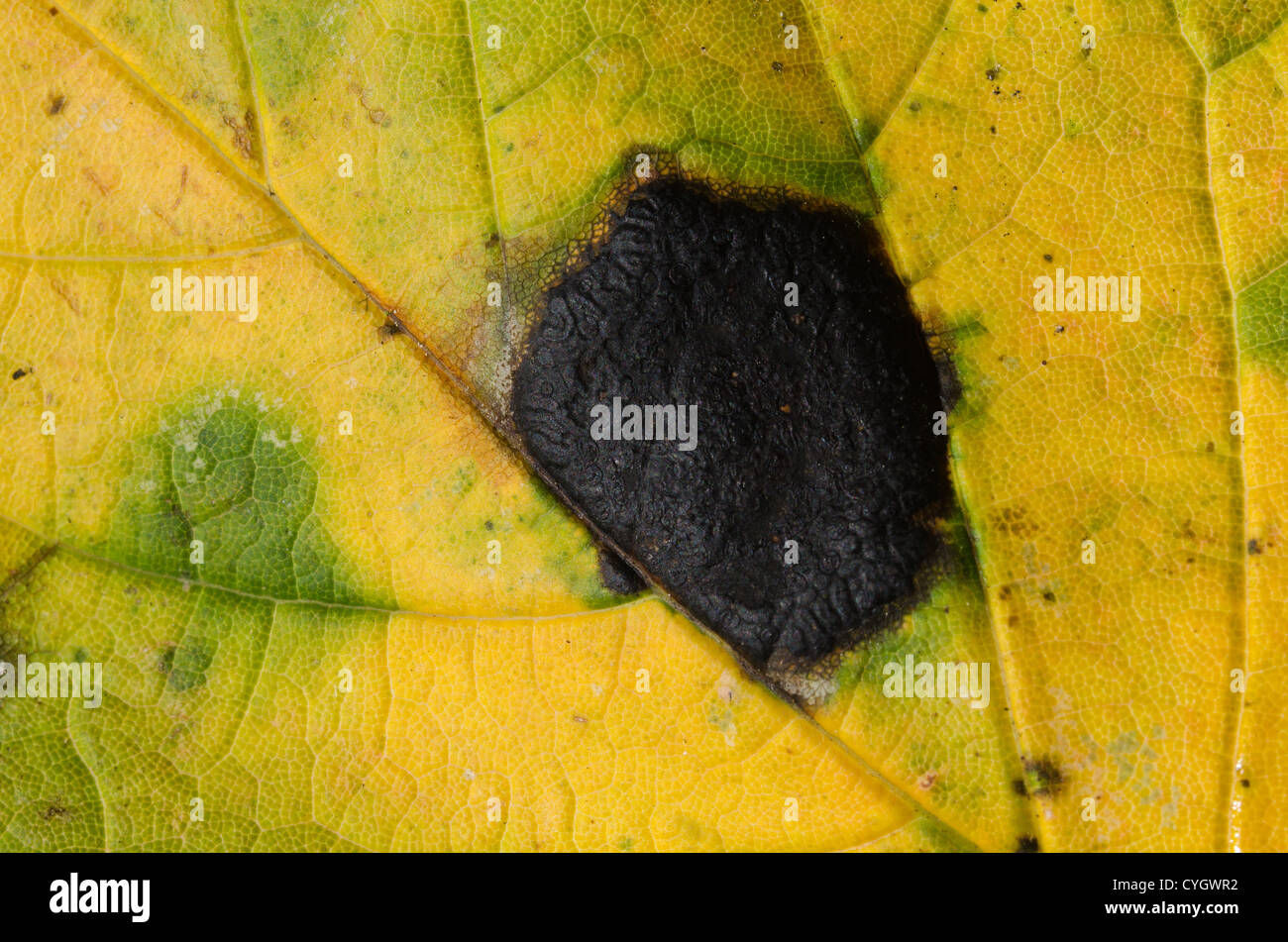 infected sycamore tree tar spot Rhytisma acerinum a fungus on maple ...