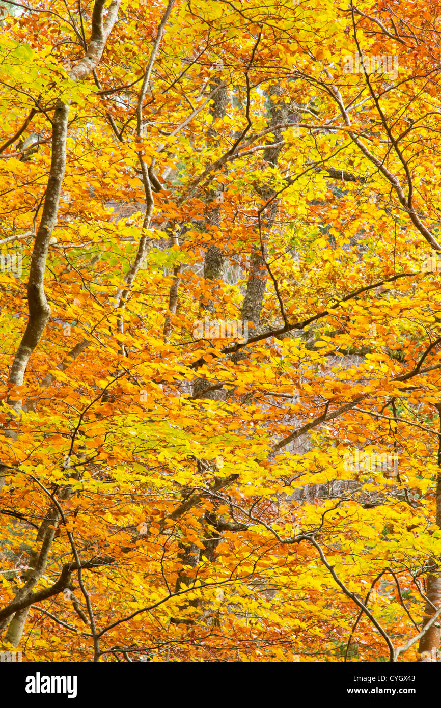 Golden colour of beech trees in autumn hi-res stock photography and ...