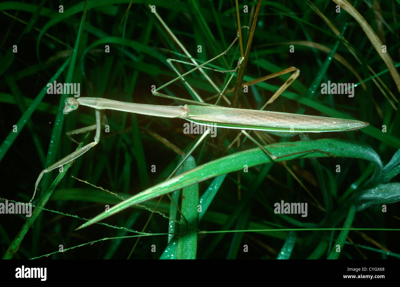 Praying mantis (Tenodera superstitiosa) female, very large species in ...