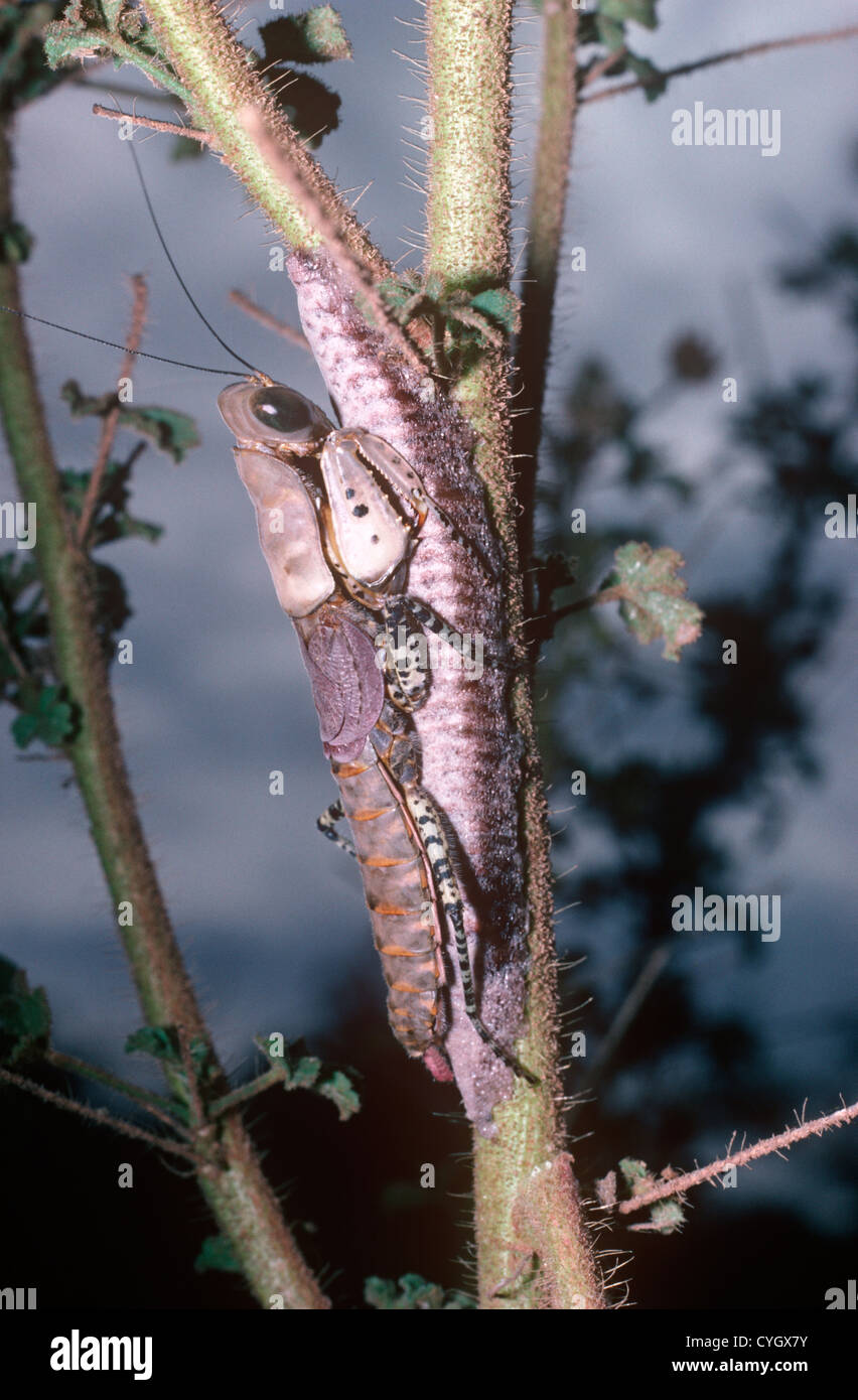 Praying mantis (Tarachodula pantherina) female standing guard over her ...
