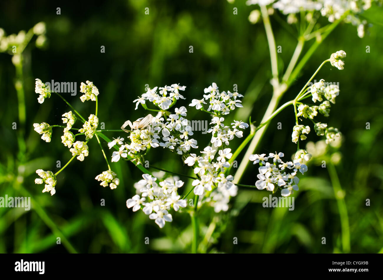 Simple white flowers hi-res stock photography and images - Alamy