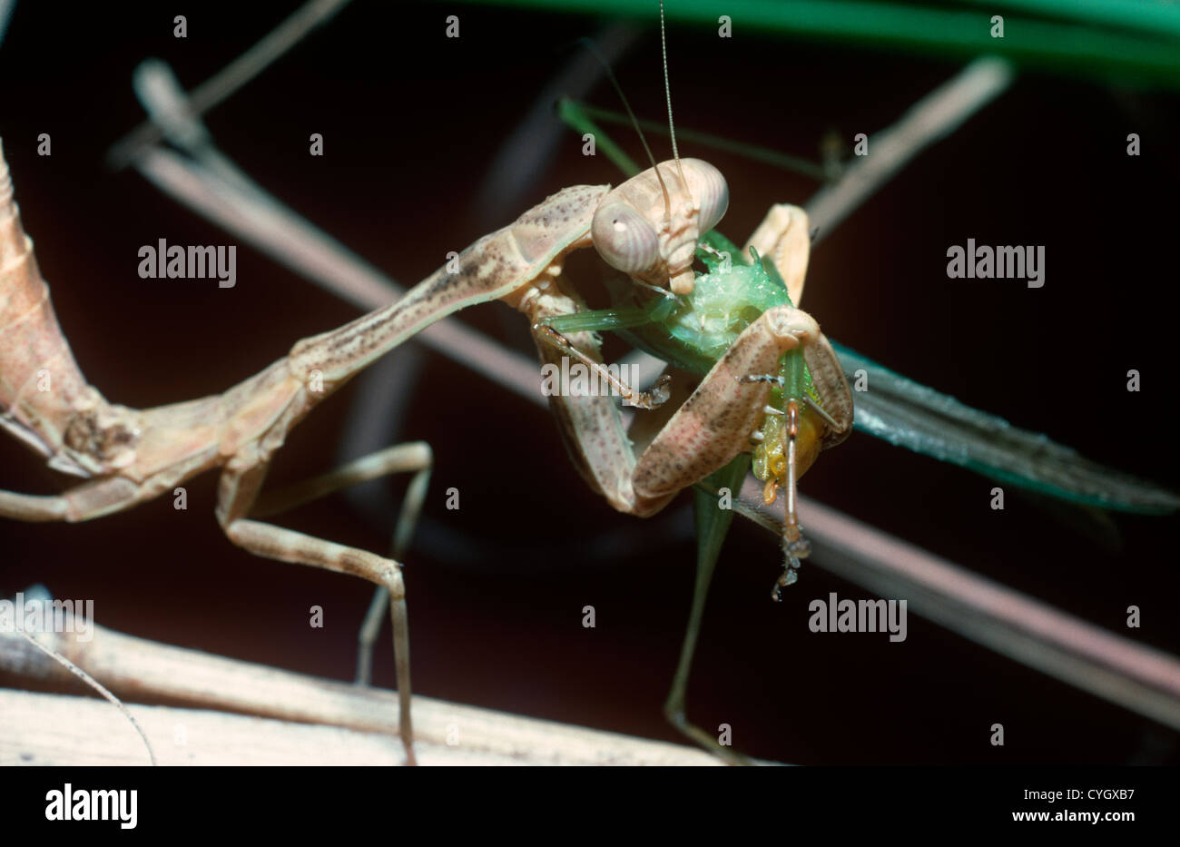 Praying mantis (Parasphendale agrionina) nymph, which mimics a piece of ...