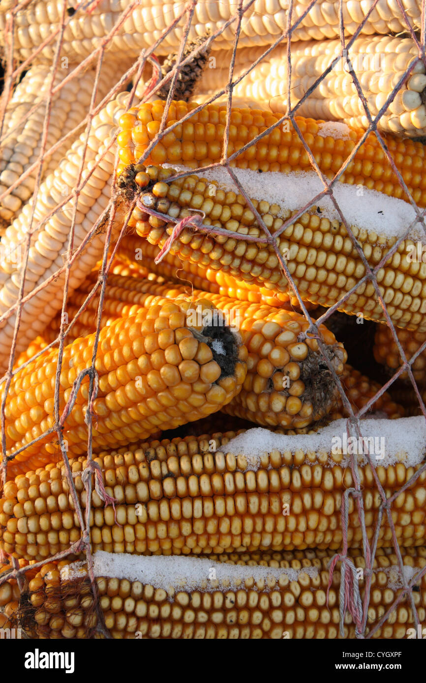 Maize corn yellow pile hi-res stock photography and images - Alamy
