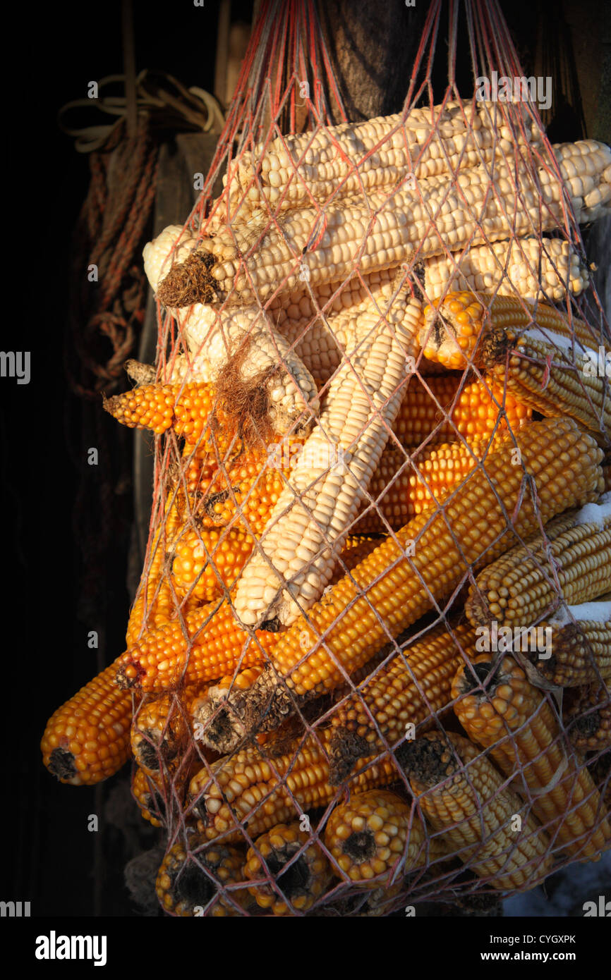 Fodder corn hi-res stock photography and images - Alamy