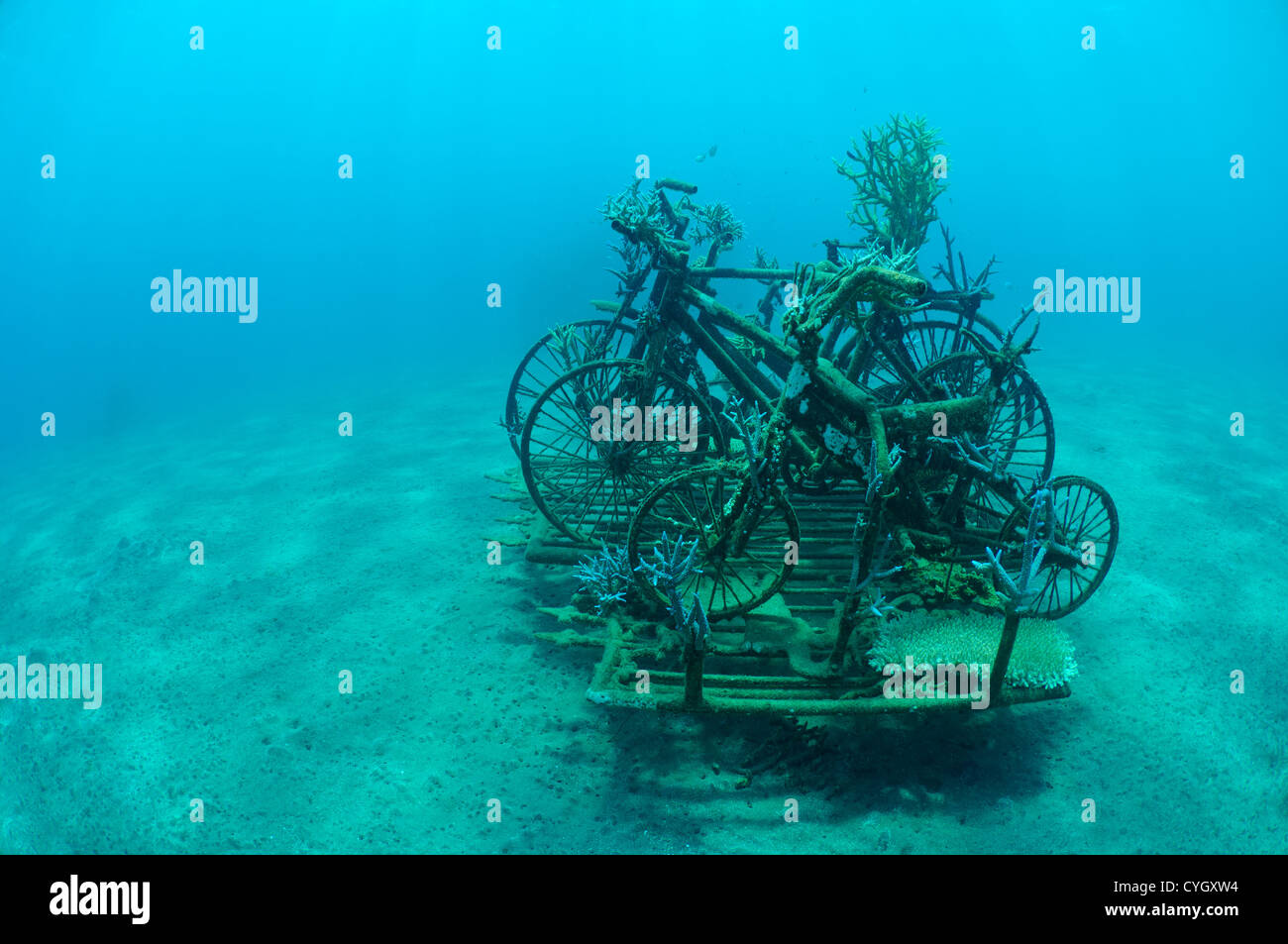 Coral biorock bali indonesia hi-res stock photography and images - Alamy