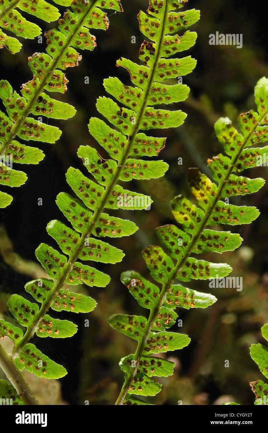 Male Broad Buckle fern form and outline of pinnae fronds with sori ...