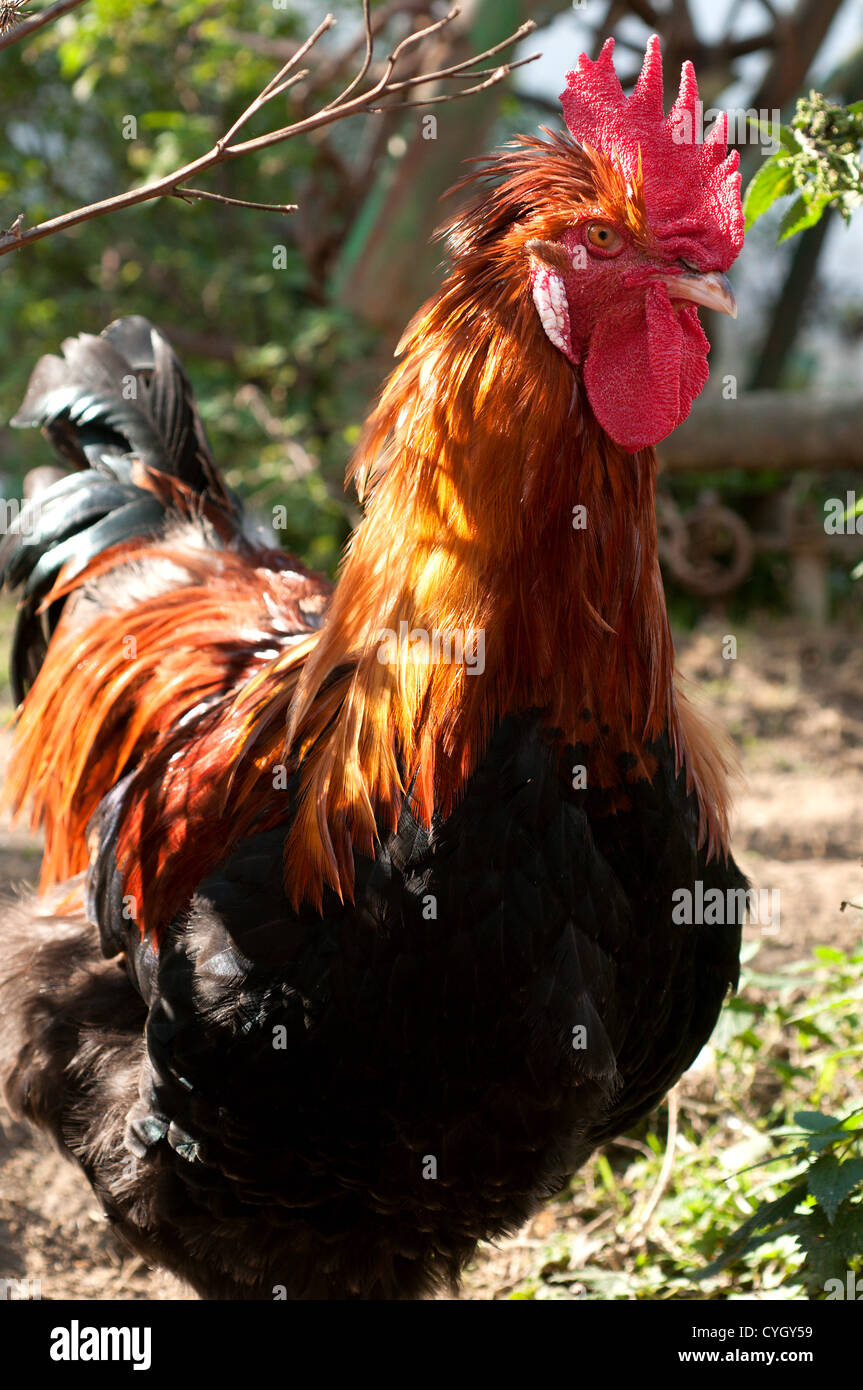 Cockerel bird chicken red orange hi-res stock photography and images ...