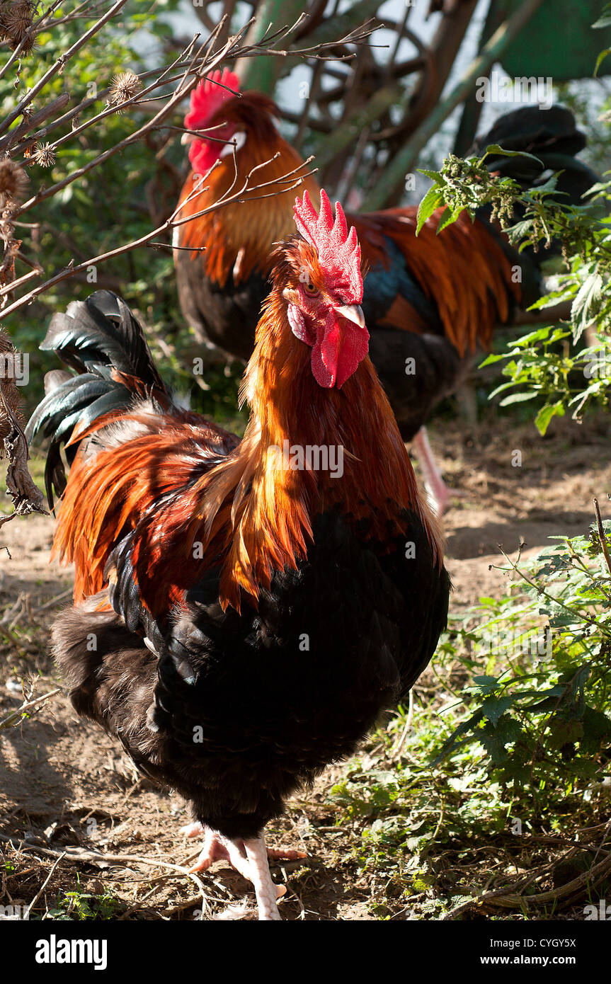 Red black cockerel hi-res stock photography and images - Alamy