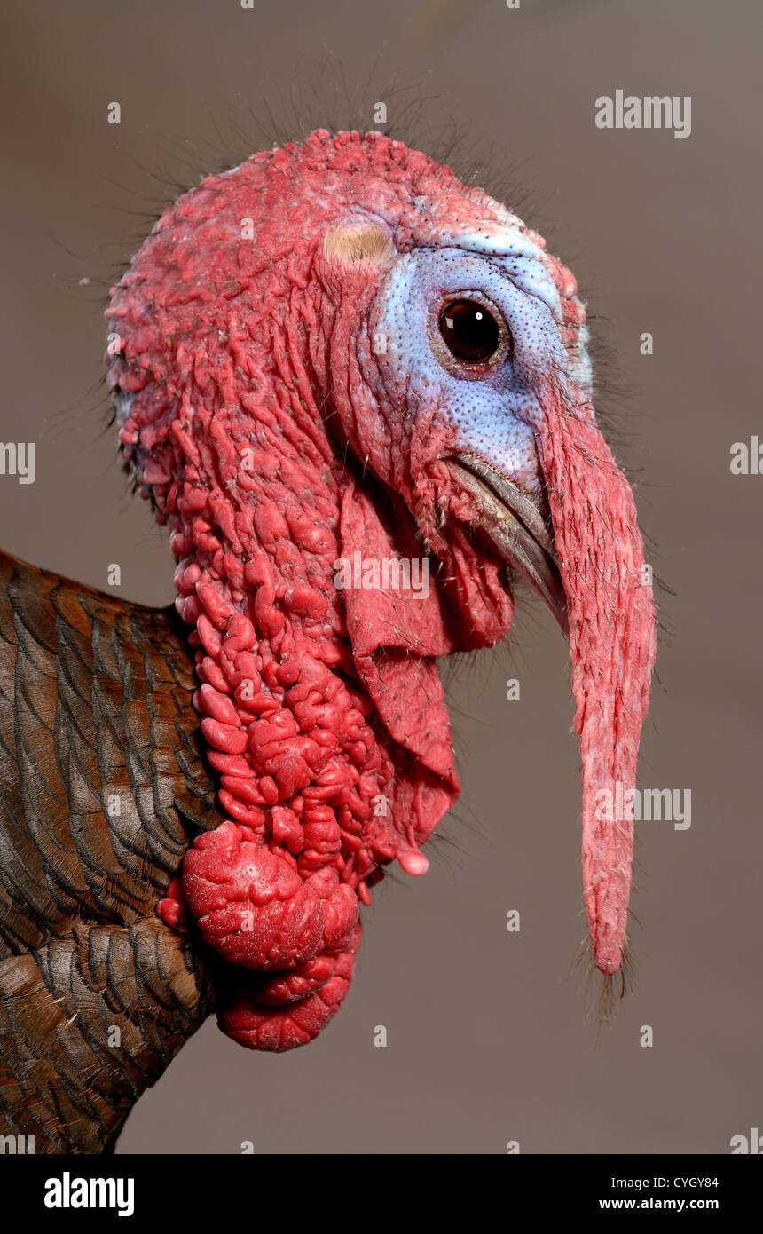 Close up head ugly turkey hi-res stock photography and images - Alamy