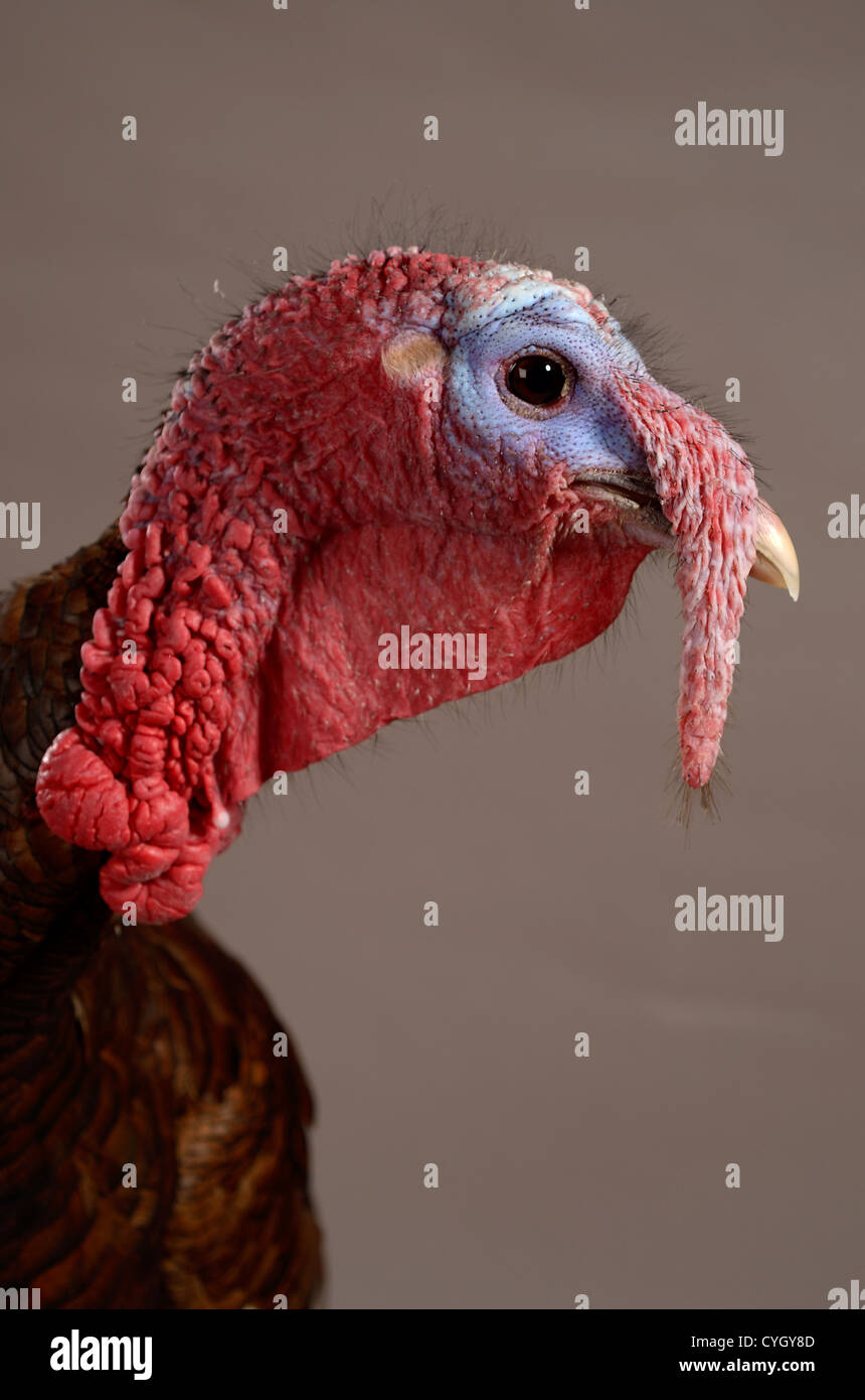 Turkey face and neck hi-res stock photography and images - Alamy