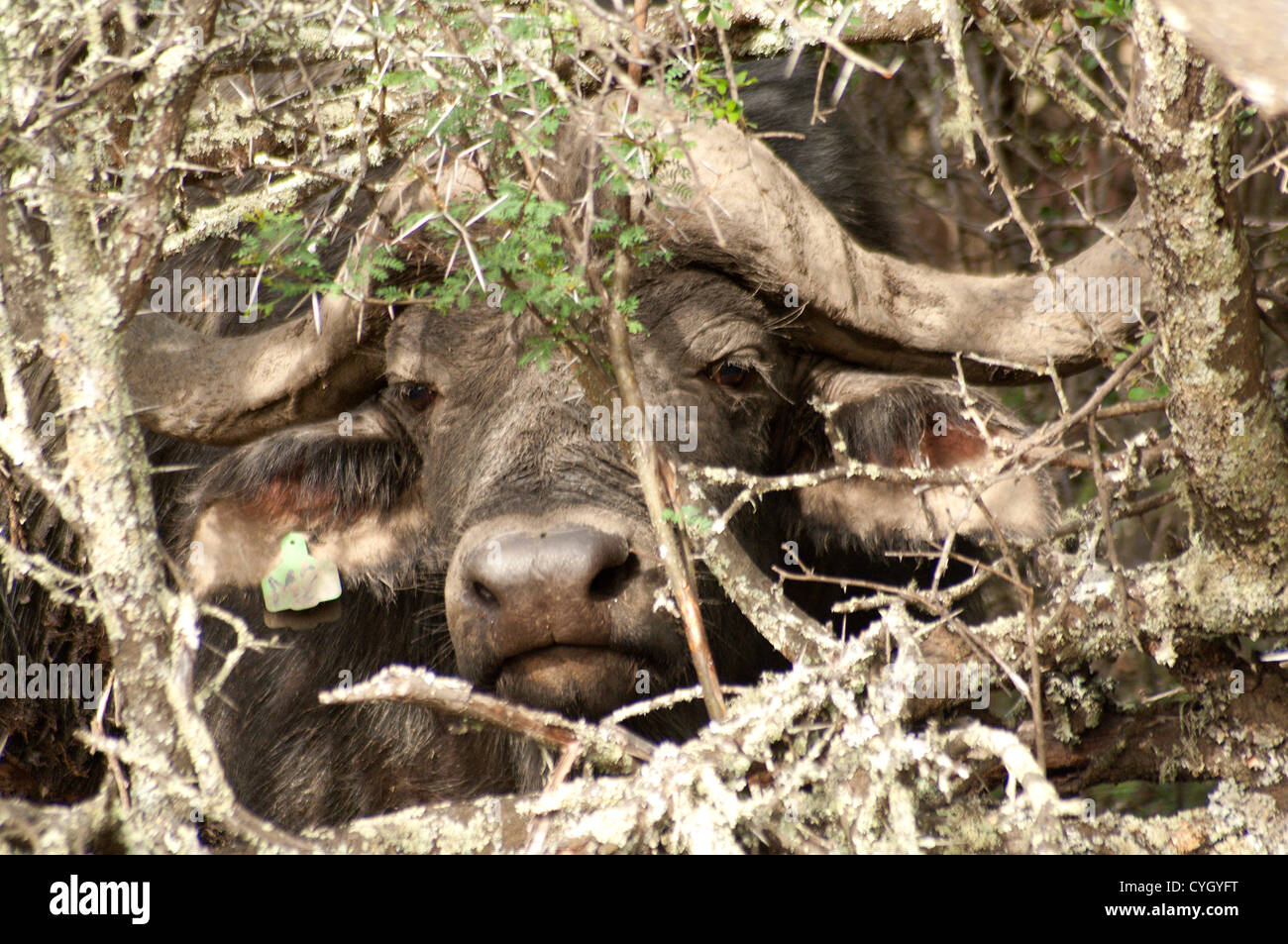 Wild Buffalo in Bush Stock Photo - Alamy