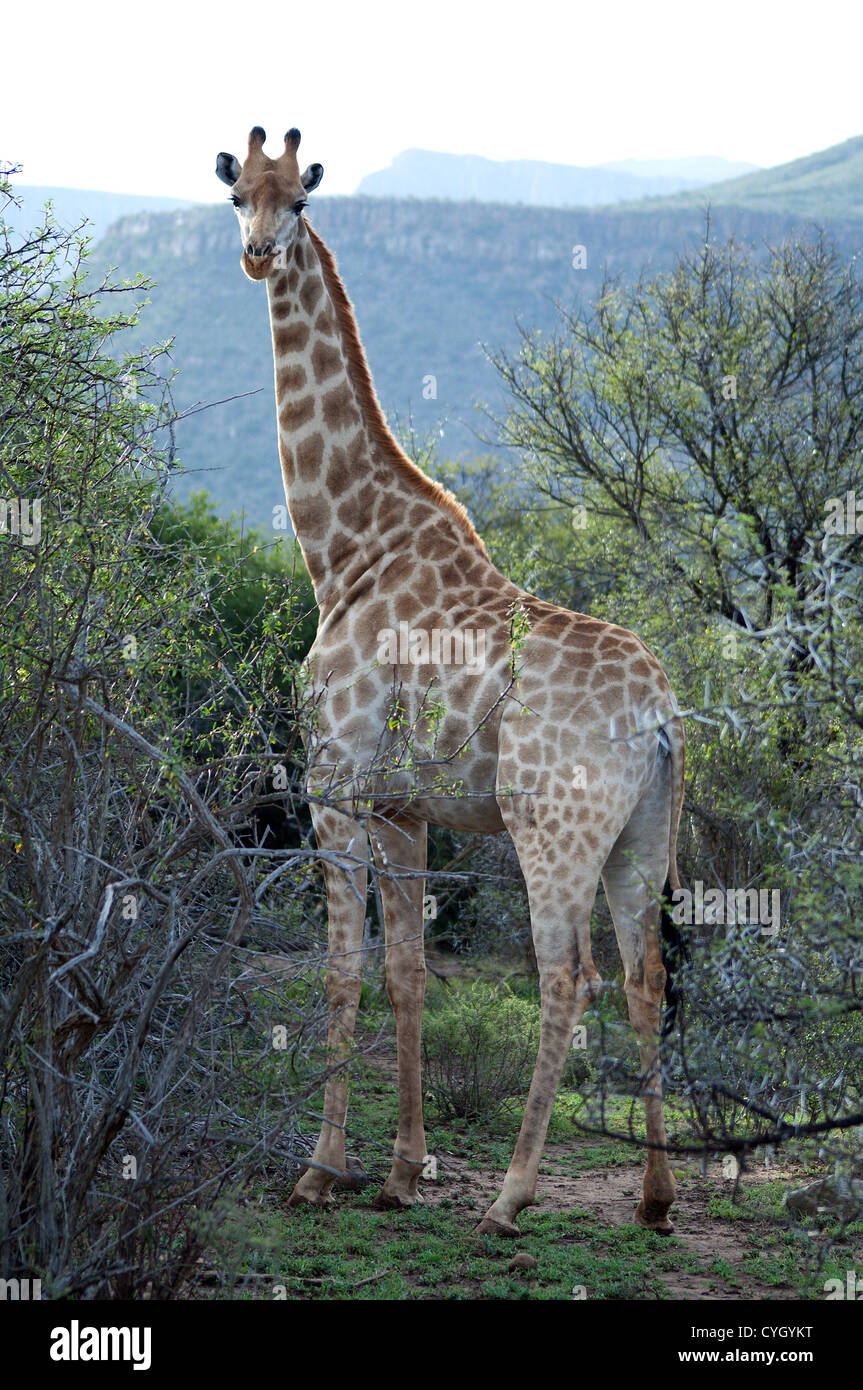 Tall animal hi-res stock photography and images - Alamy