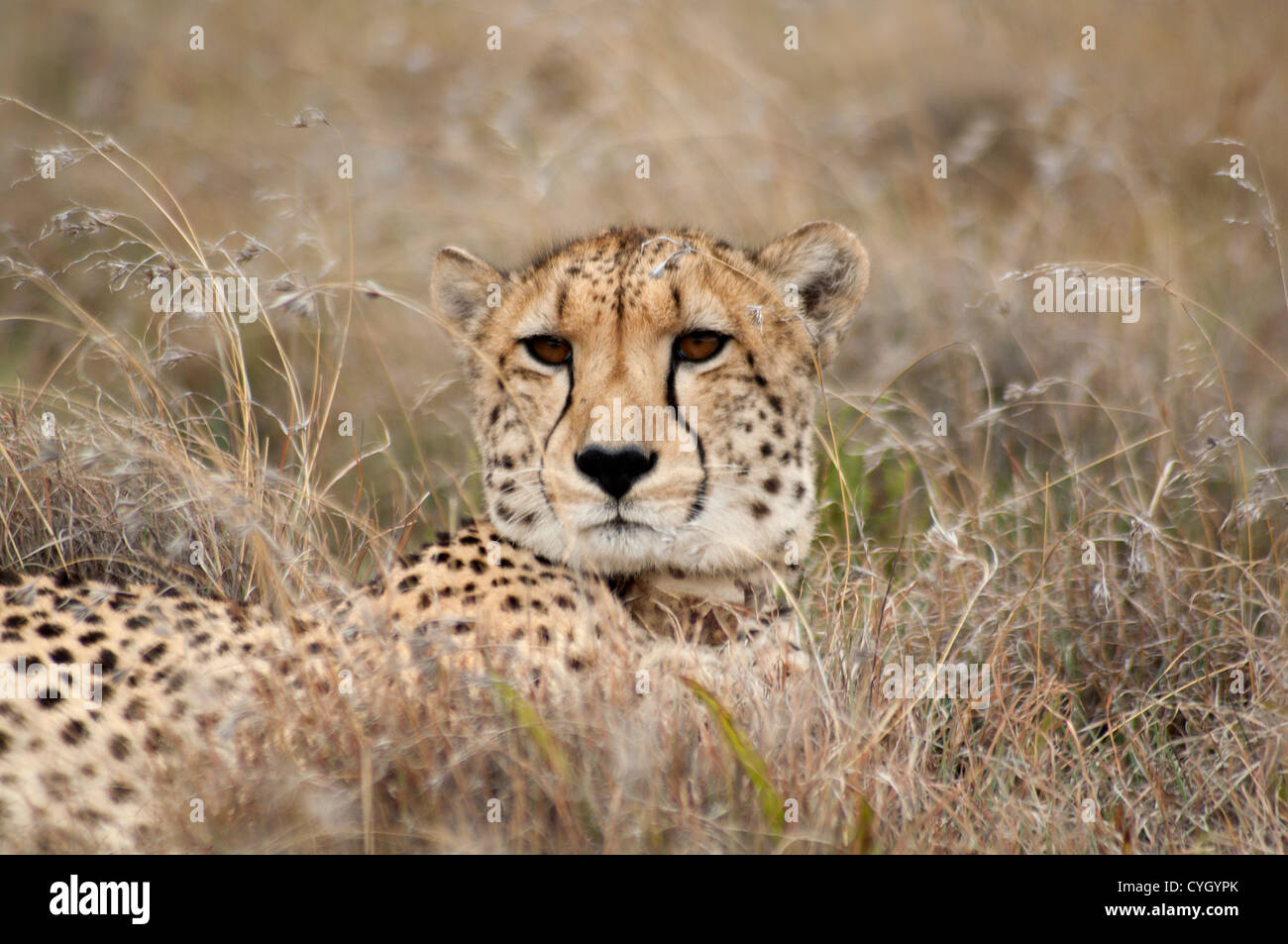 Muscular Cheetah