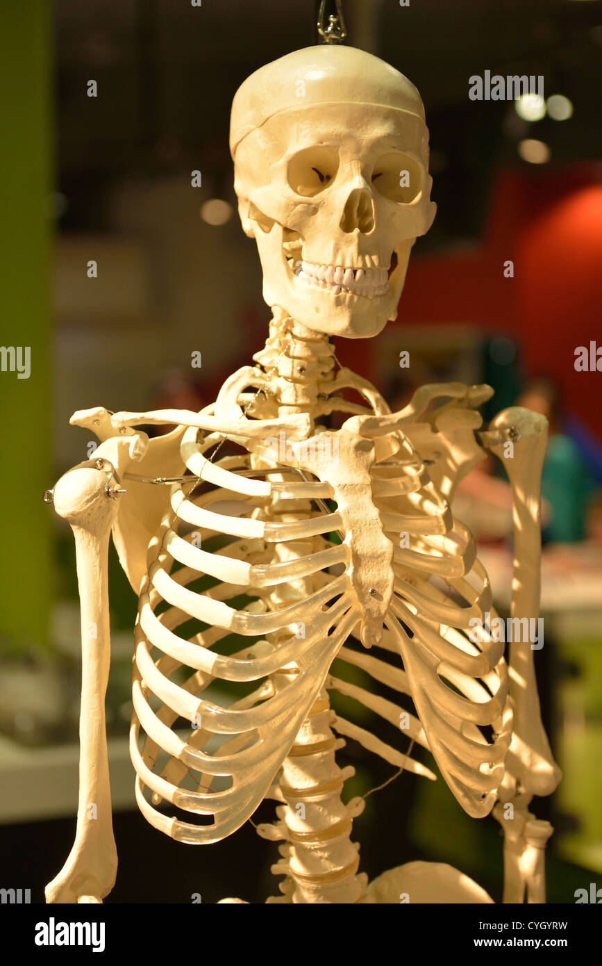 Upper body skeleton hi-res stock photography and images - Alamy