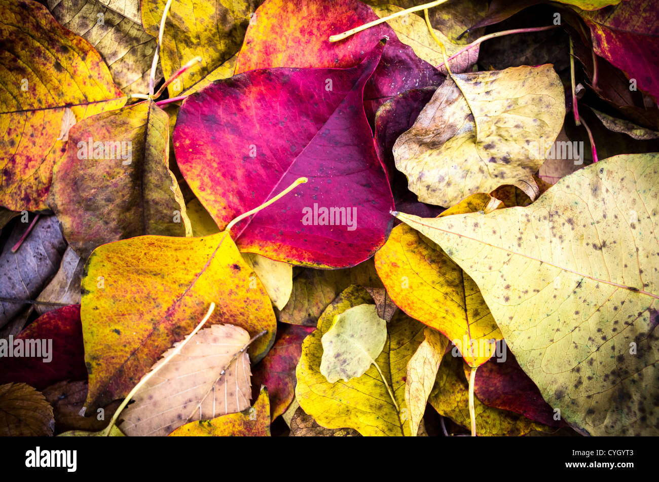Fall Leafs 2 Stock Photo - Alamy