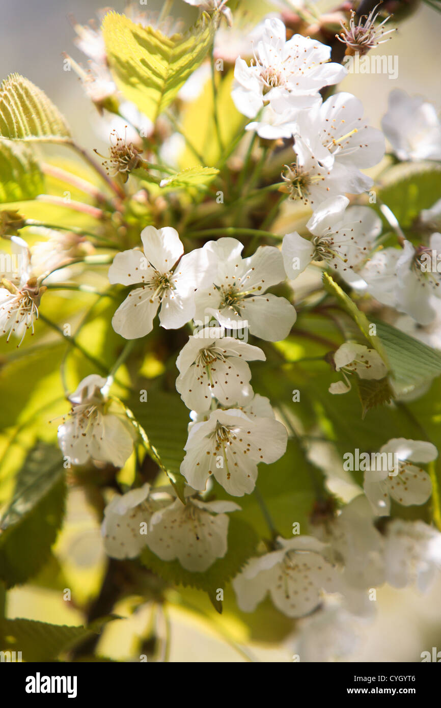 fresh new spring blossom Scotland UK Stock Photo - Alamy