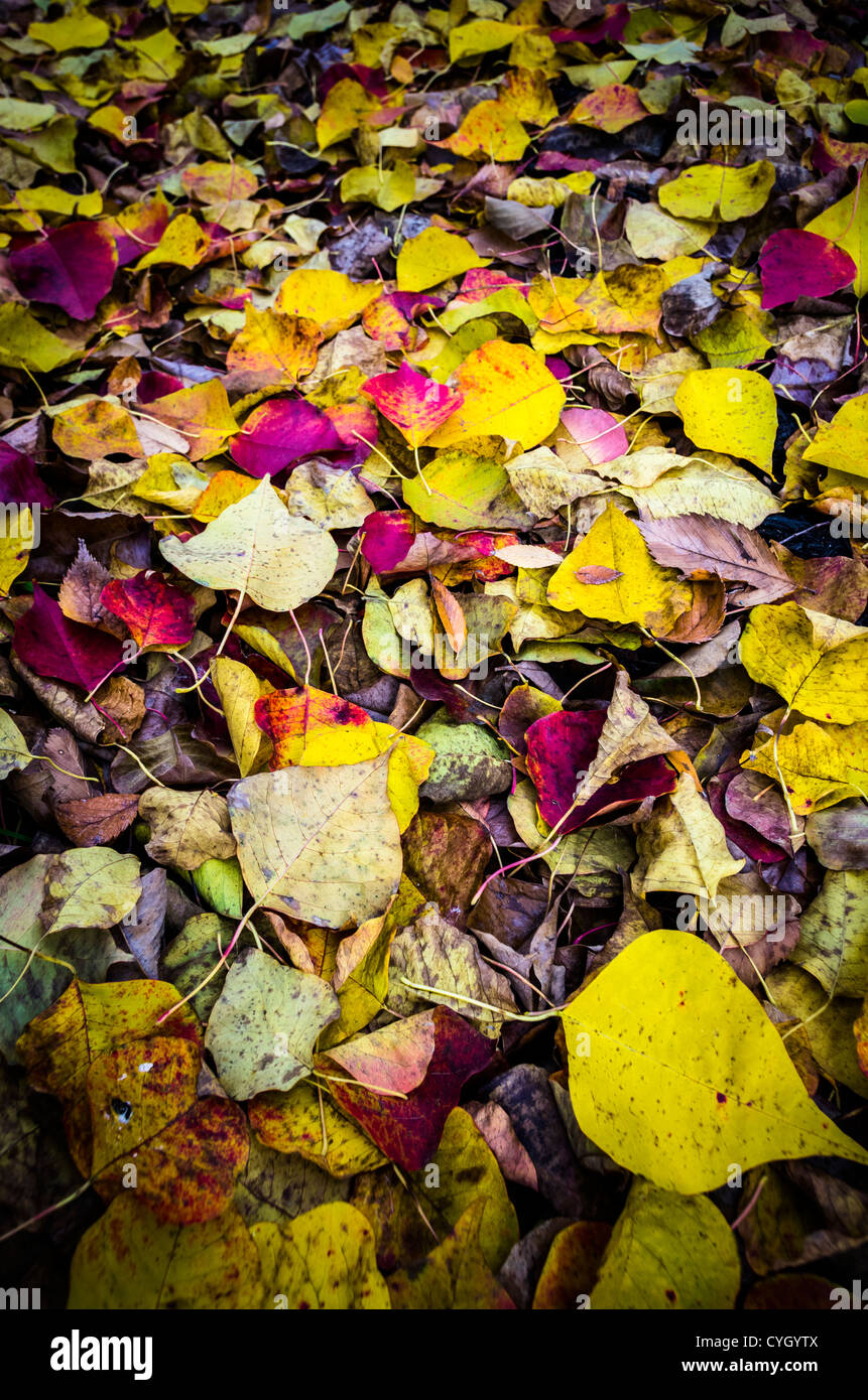 Fall Leafs 2 Stock Photo - Alamy
