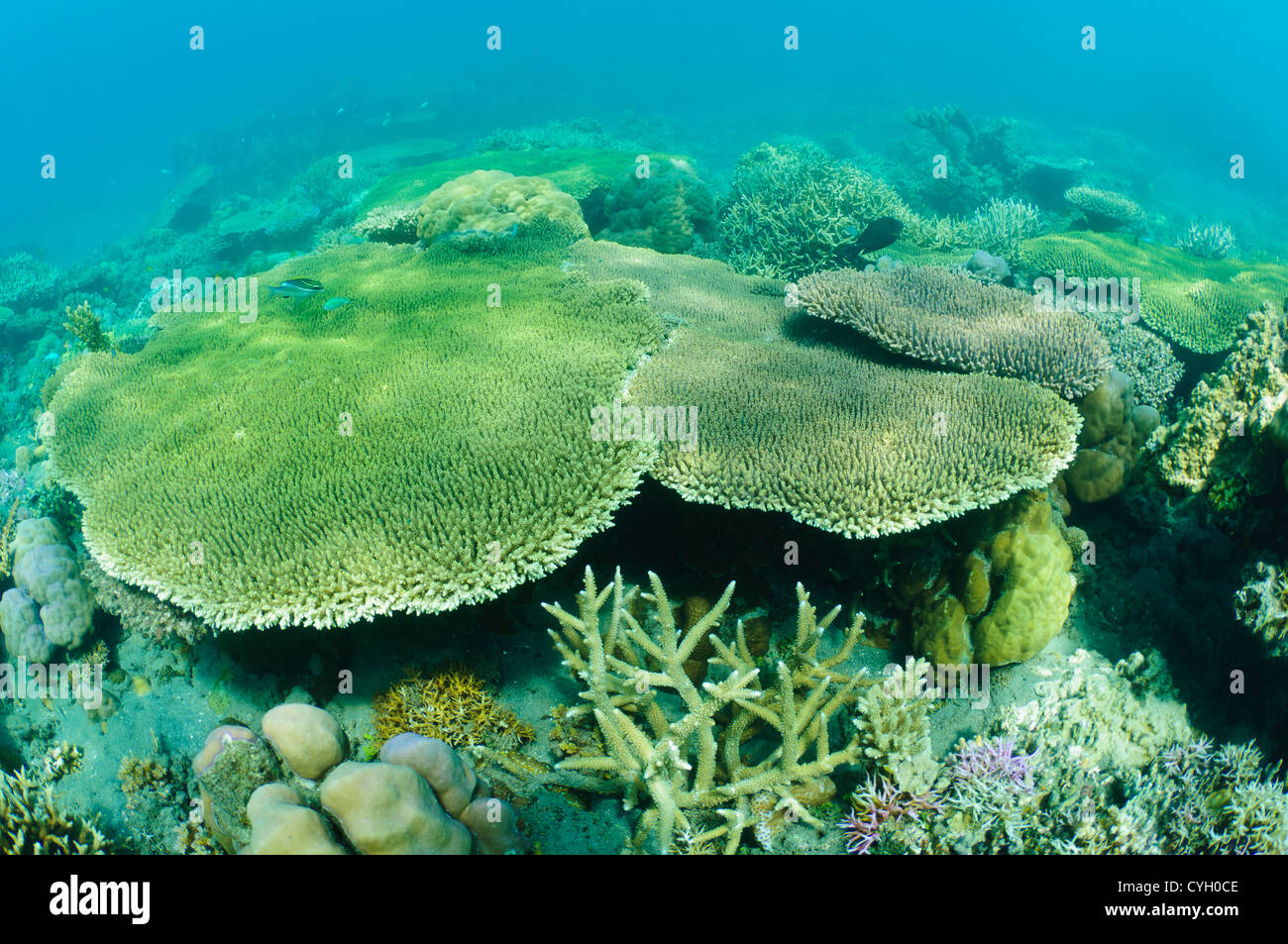 Healthy hard corals growing in shallow water, Pemuteran, bali ...