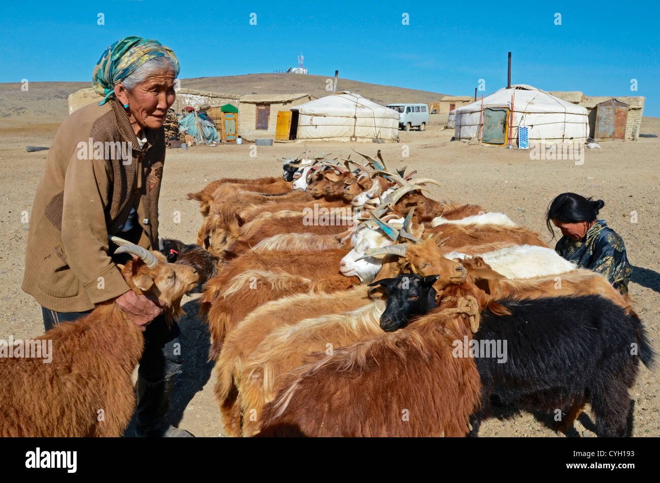 Goats milking Mongolia Asia Stock Photo - Alamy