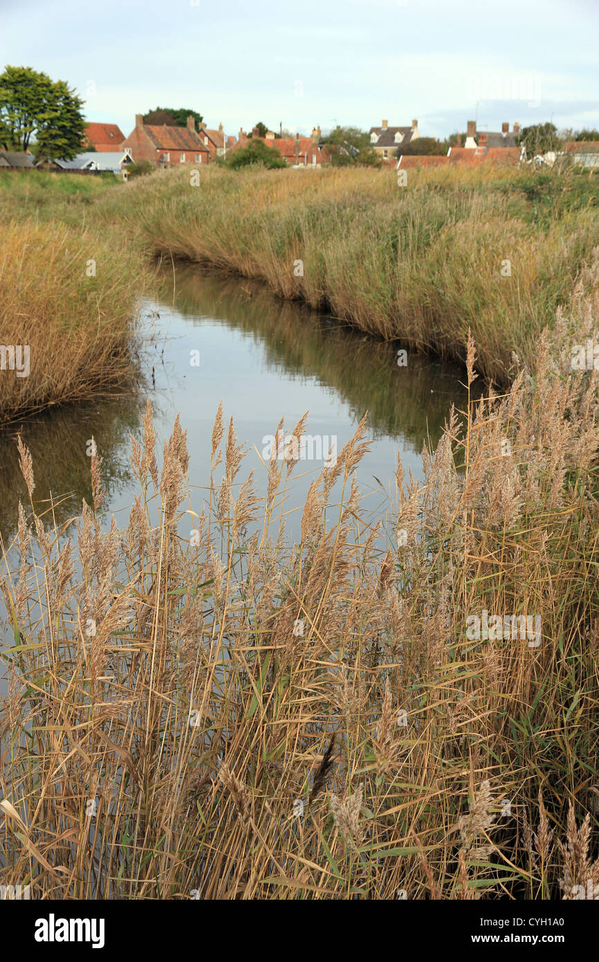 reed beds on edge of Dingle Marshes and Walberswick village Suffolk ...