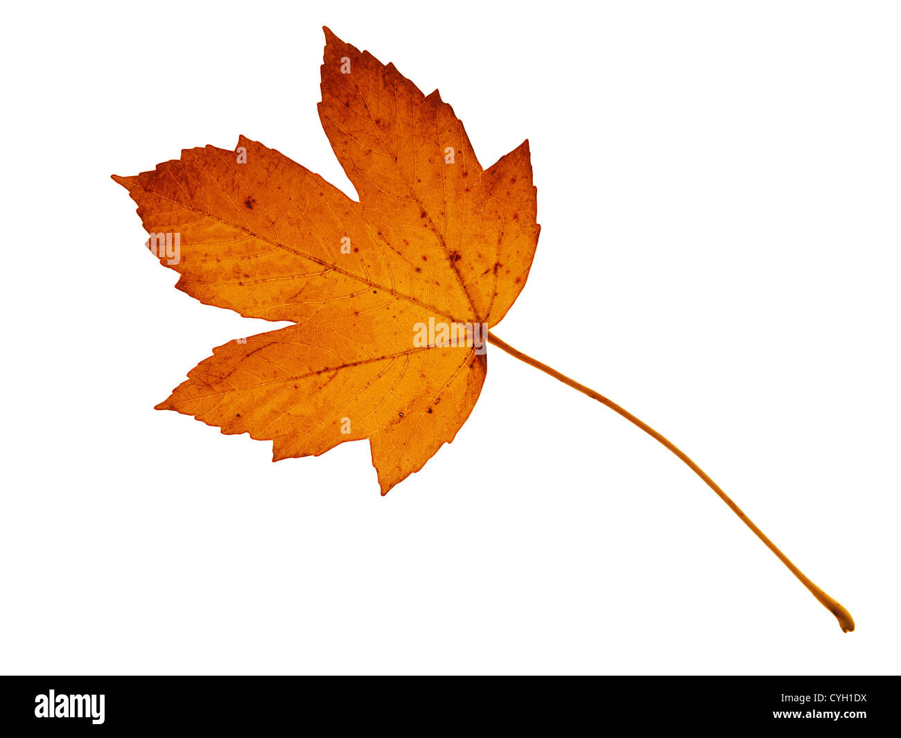 Fallen autumn leafs isolated Cut Out Stock Images & Pictures - Alamy