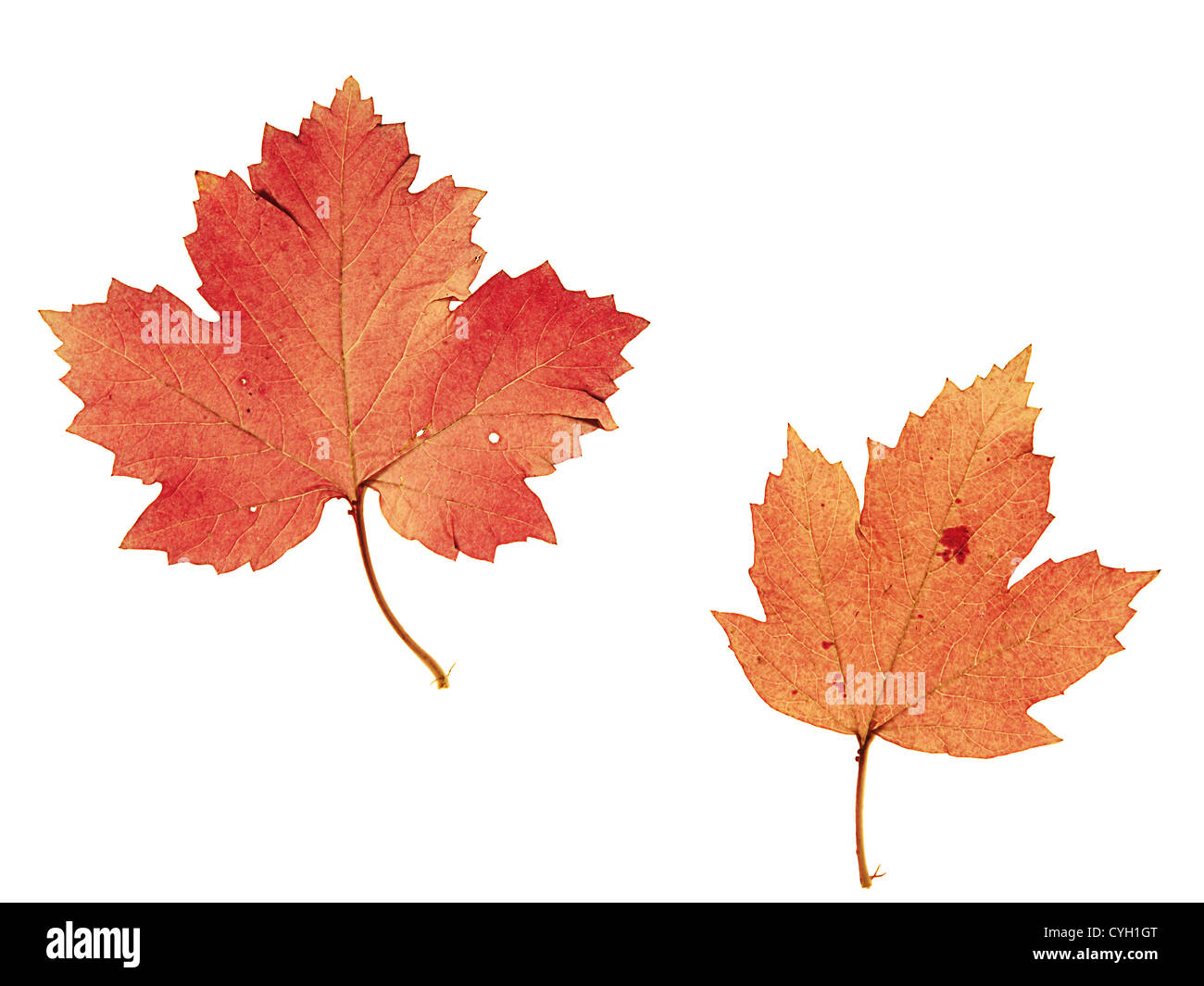 Fallen autumn leafs isolated Cut Out Stock Images & Pictures - Alamy