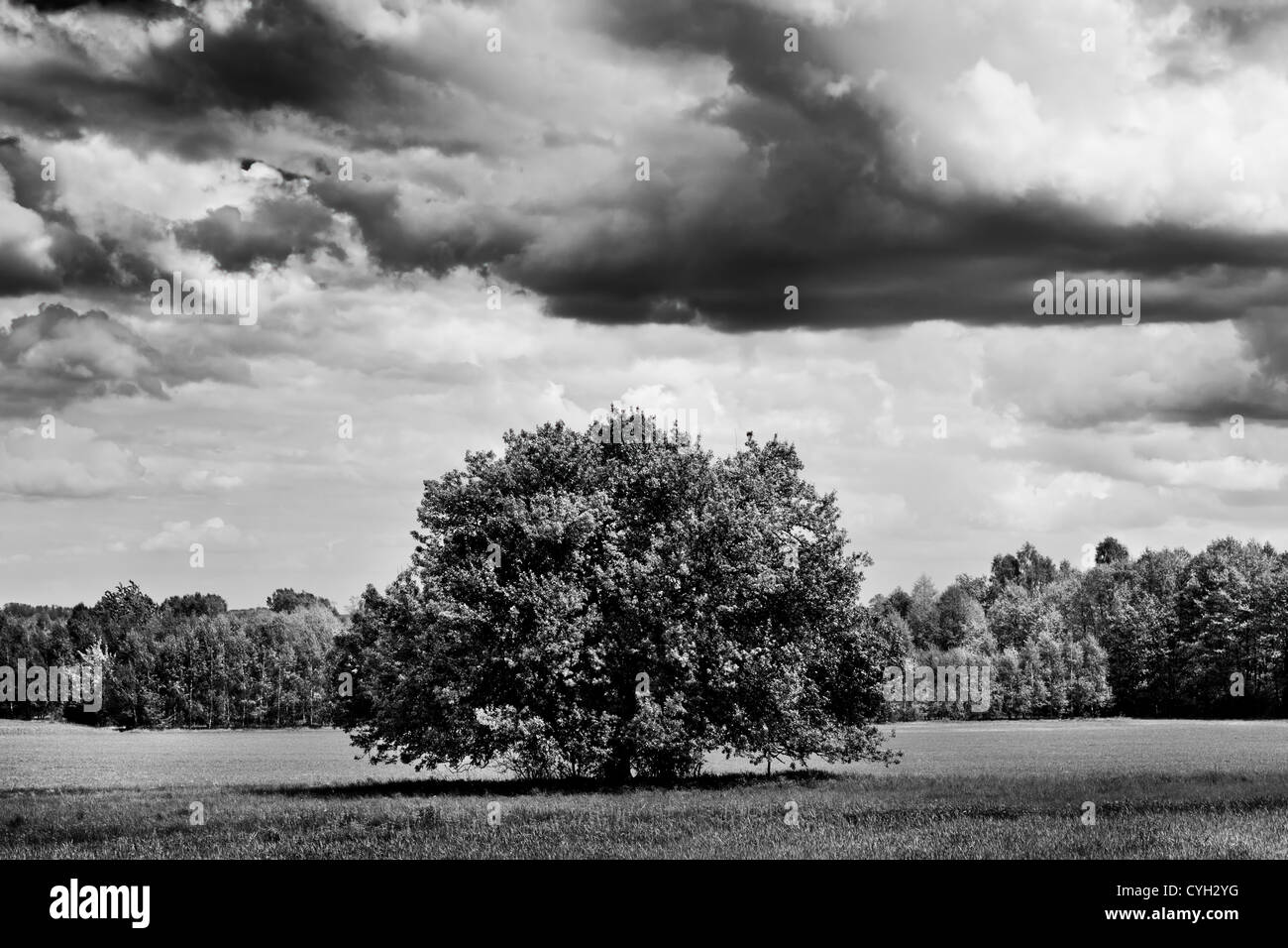 Landscape with a solitary tree, the clouds on the blue background and ...