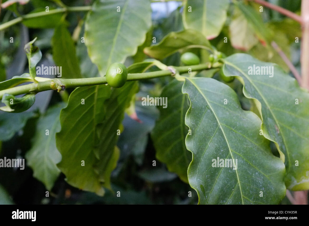 Coffea arabica - Coffee plant seed (berries) details on branch Stock ...