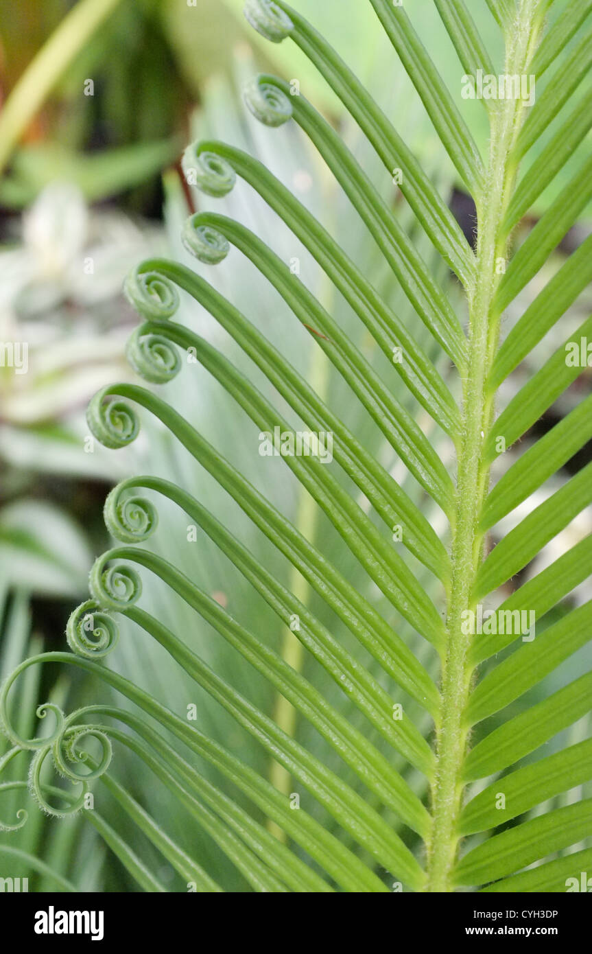 Japanese cycads hi-res stock photography and images - Alamy