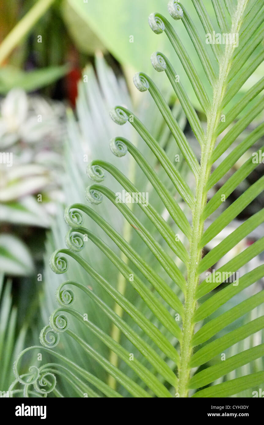 Japanese cycads hi-res stock photography and images - Alamy